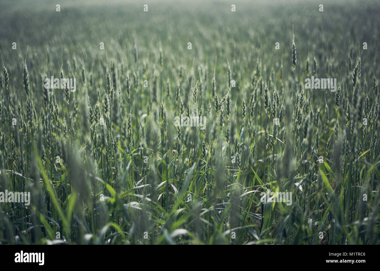 Field of green rye Stock Photo - Alamy