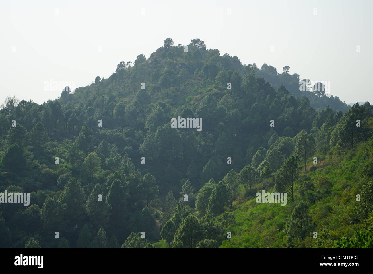 Peer Sohawa Restaurant