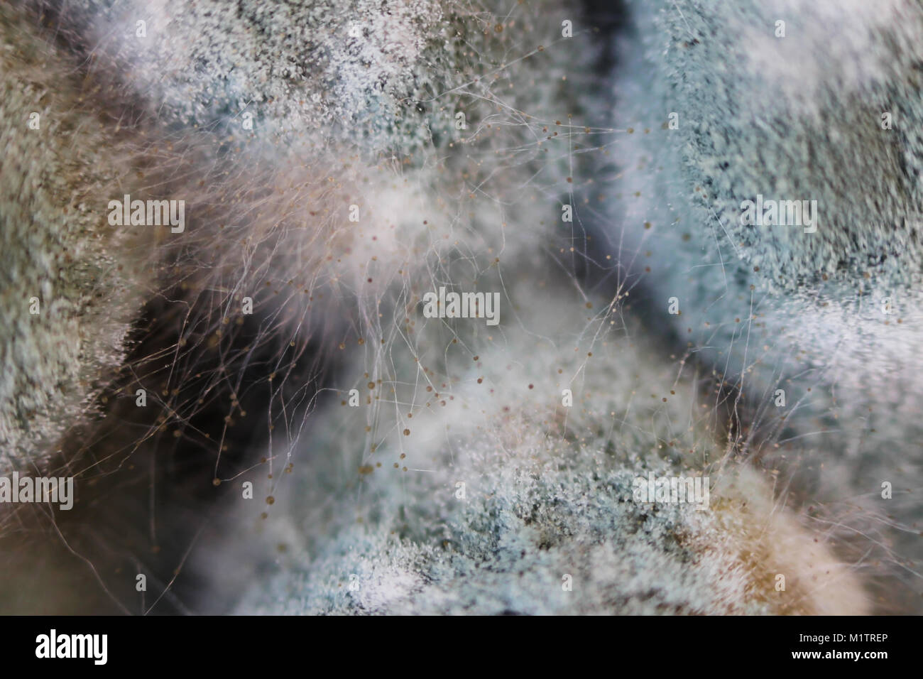 Growth of aspergillosis Aspergillus flavus on a salted mushrooms honey ...