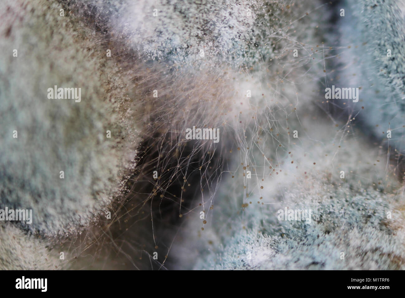 Growth of aspergillosis Aspergillus flavus on a salted mushrooms honey ...