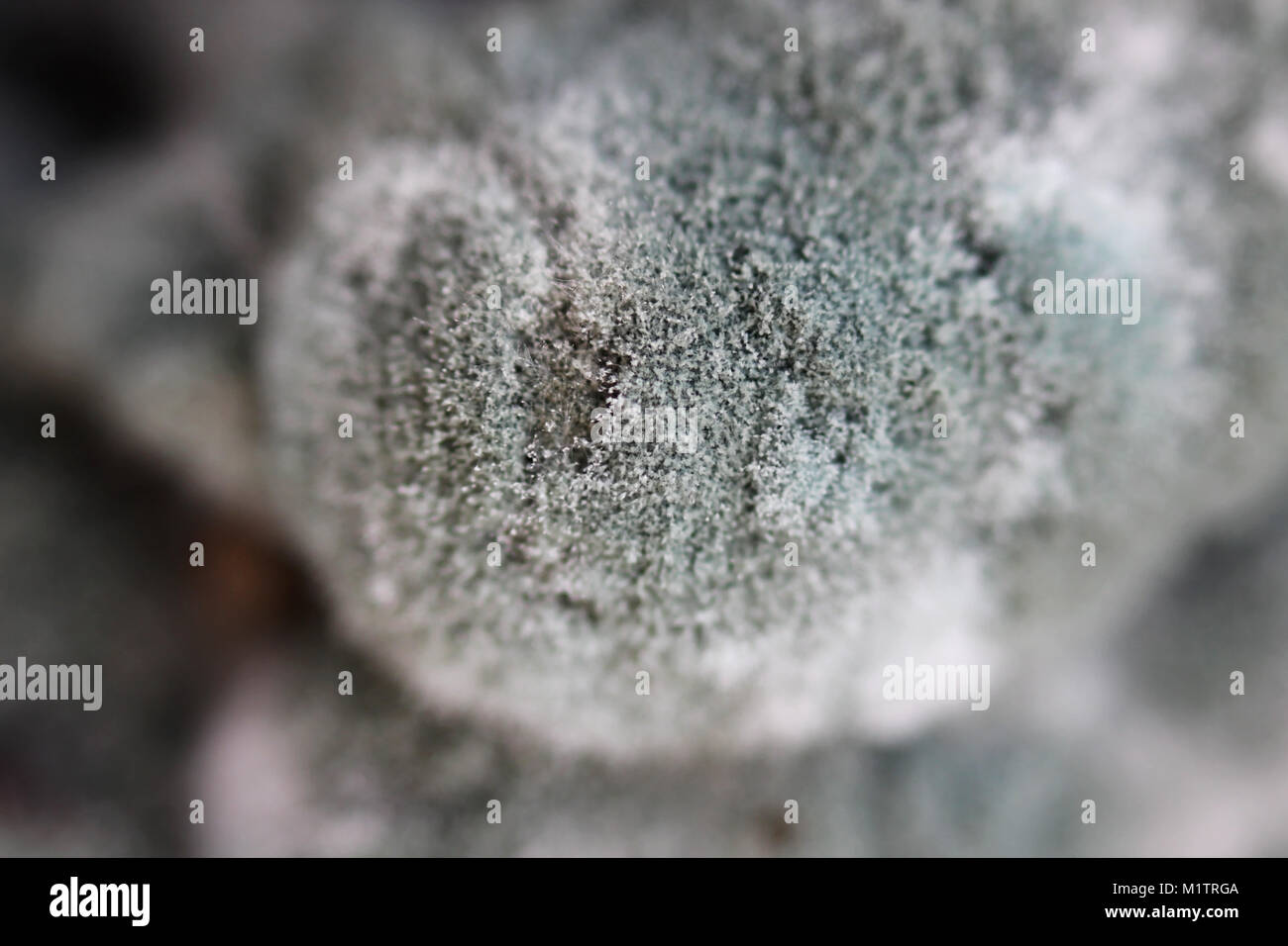 Growth of aspergillosis Aspergillus flavus on a salted mushrooms honey ...