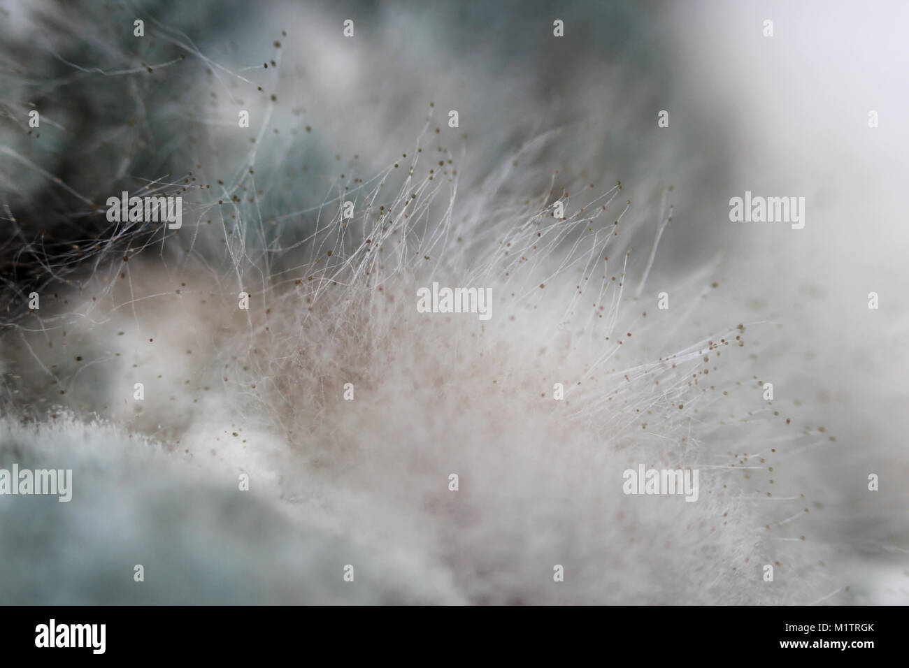 Growth of aspergillosis Aspergillus flavus on a salted mushrooms honey ...