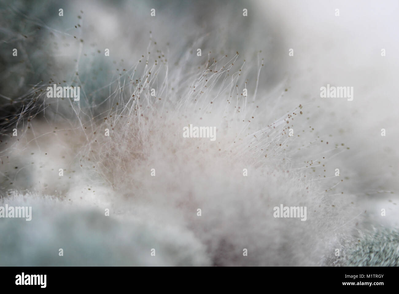 Growth of aspergillosis Aspergillus flavus on a salted mushrooms honey ...