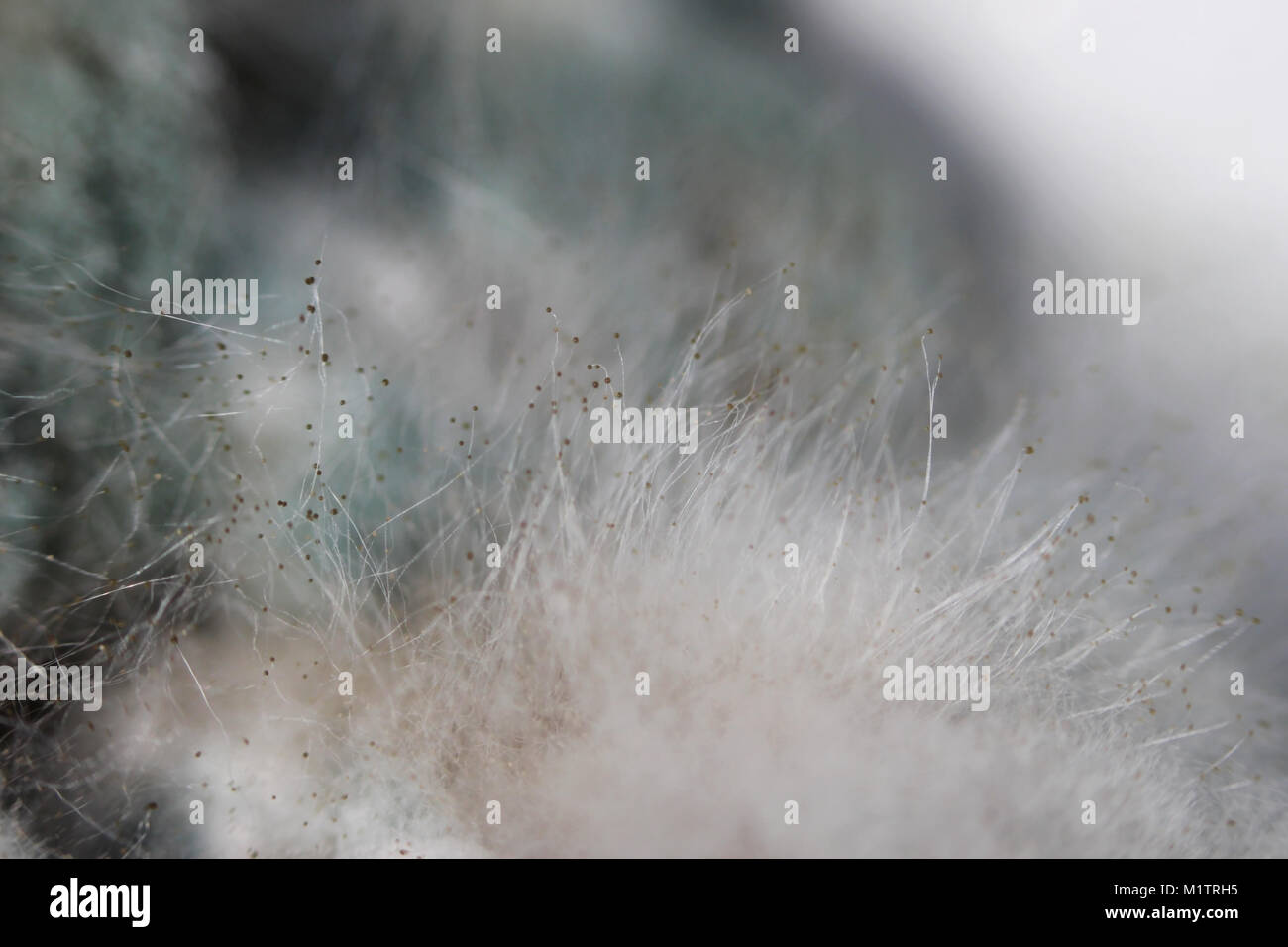 Growth of aspergillosis Aspergillus flavus on a salted mushrooms honey ...