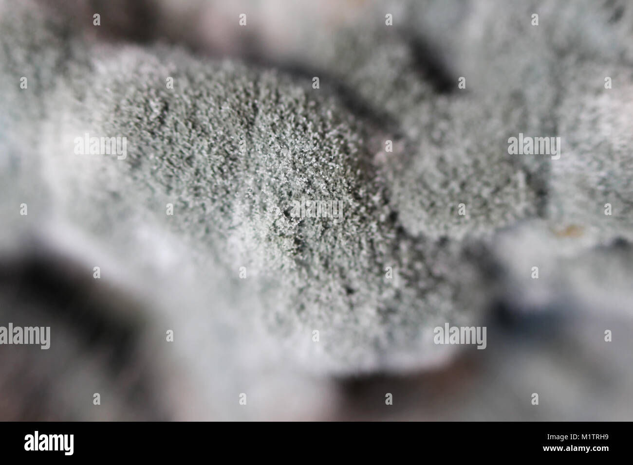 Growth of aspergillosis Aspergillus flavus on a salted mushrooms honey ...