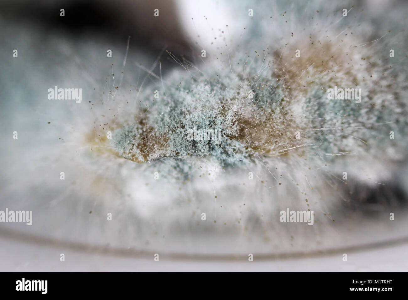 Growth of aspergillosis Aspergillus flavus on a salted mushrooms honey ...