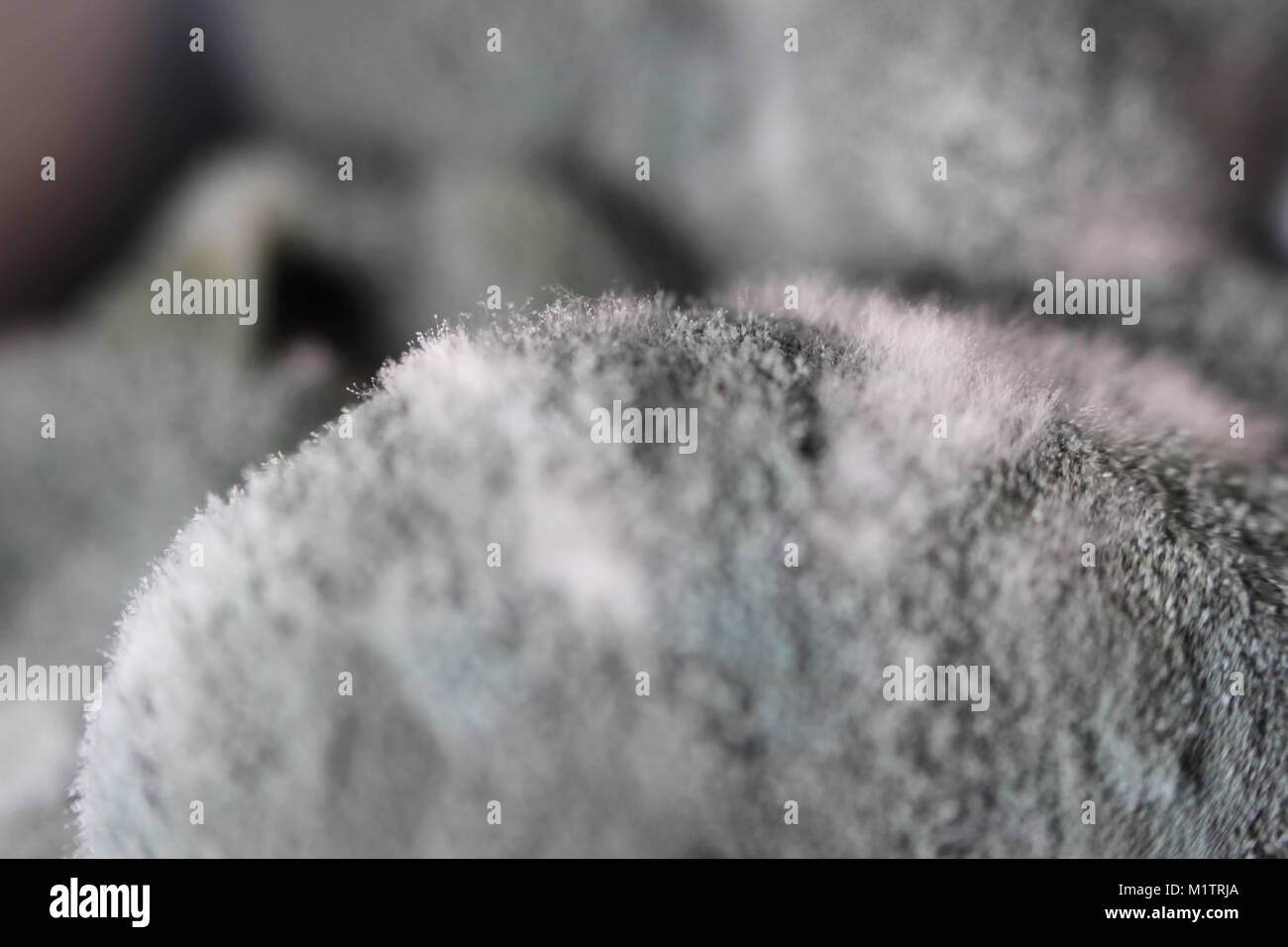 Growth of aspergillosis Aspergillus flavus on a salted mushrooms honey ...