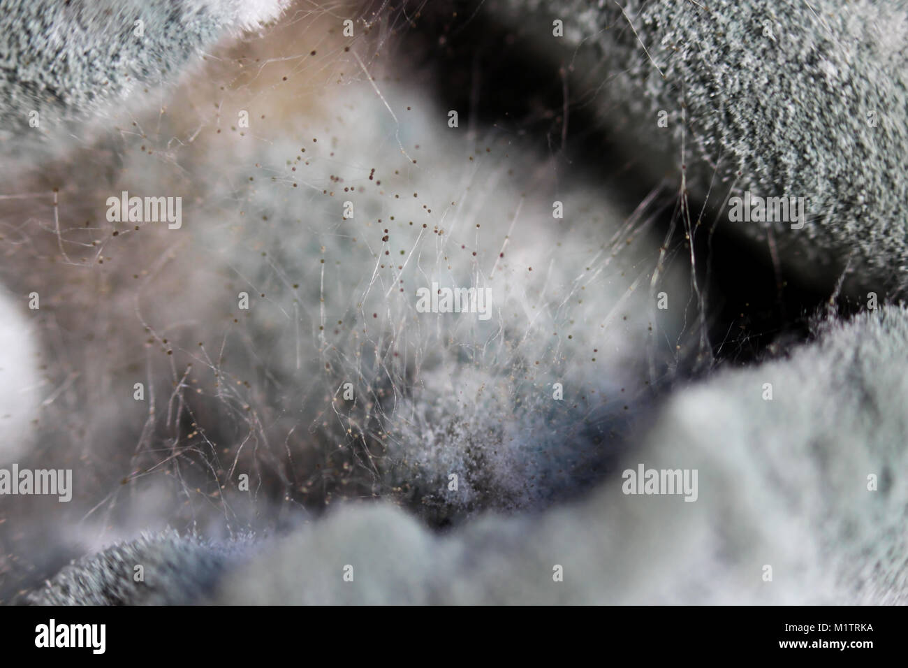 Growth of aspergillosis Aspergillus flavus on a salted mushrooms honey ...