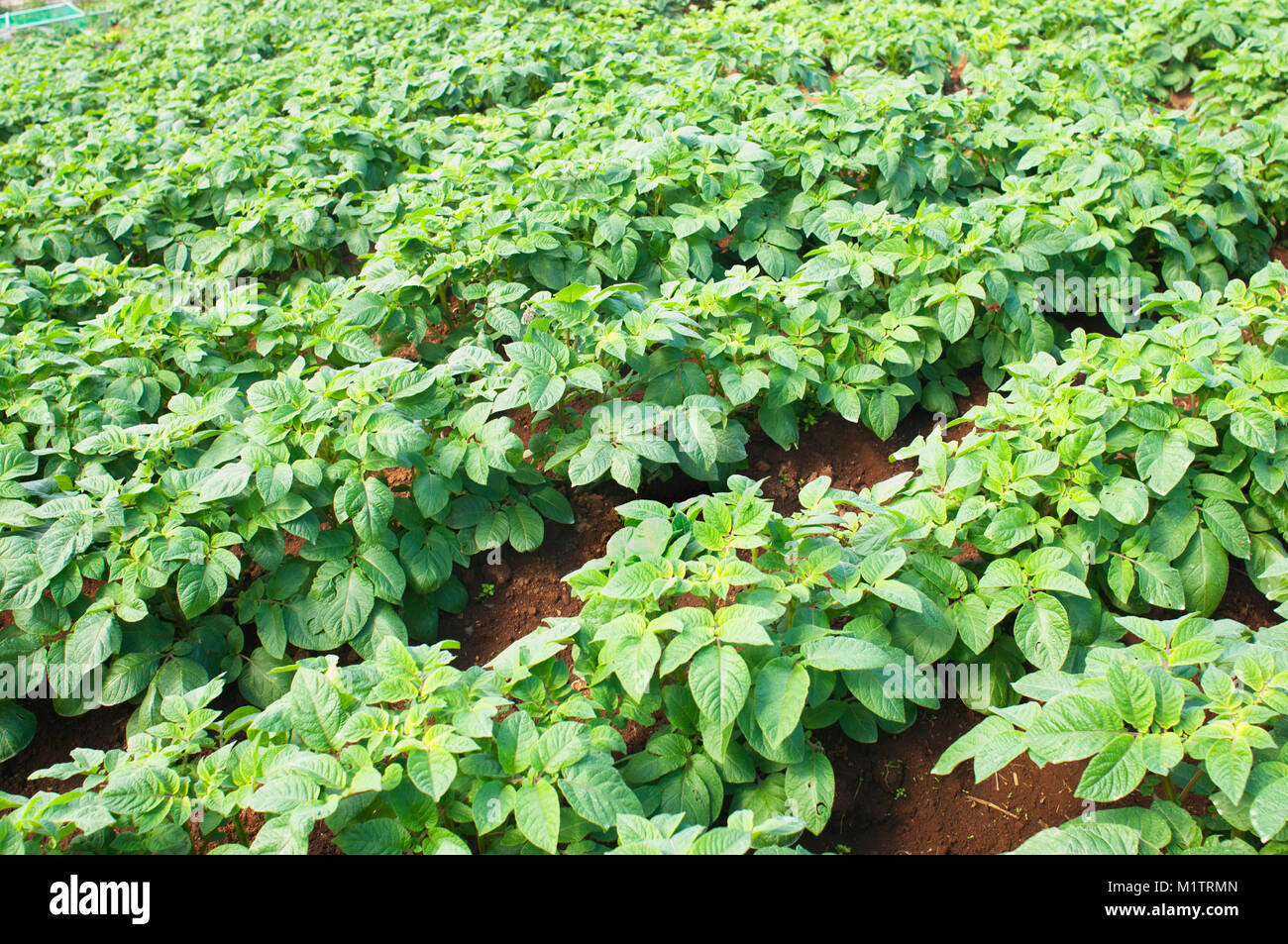 Potato plants hi-res stock photography and images - Alamy
