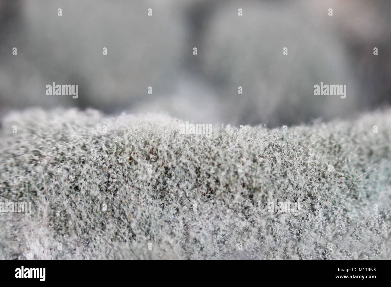 Growth of aspergillosis Aspergillus flavus on a salted mushrooms honey ...