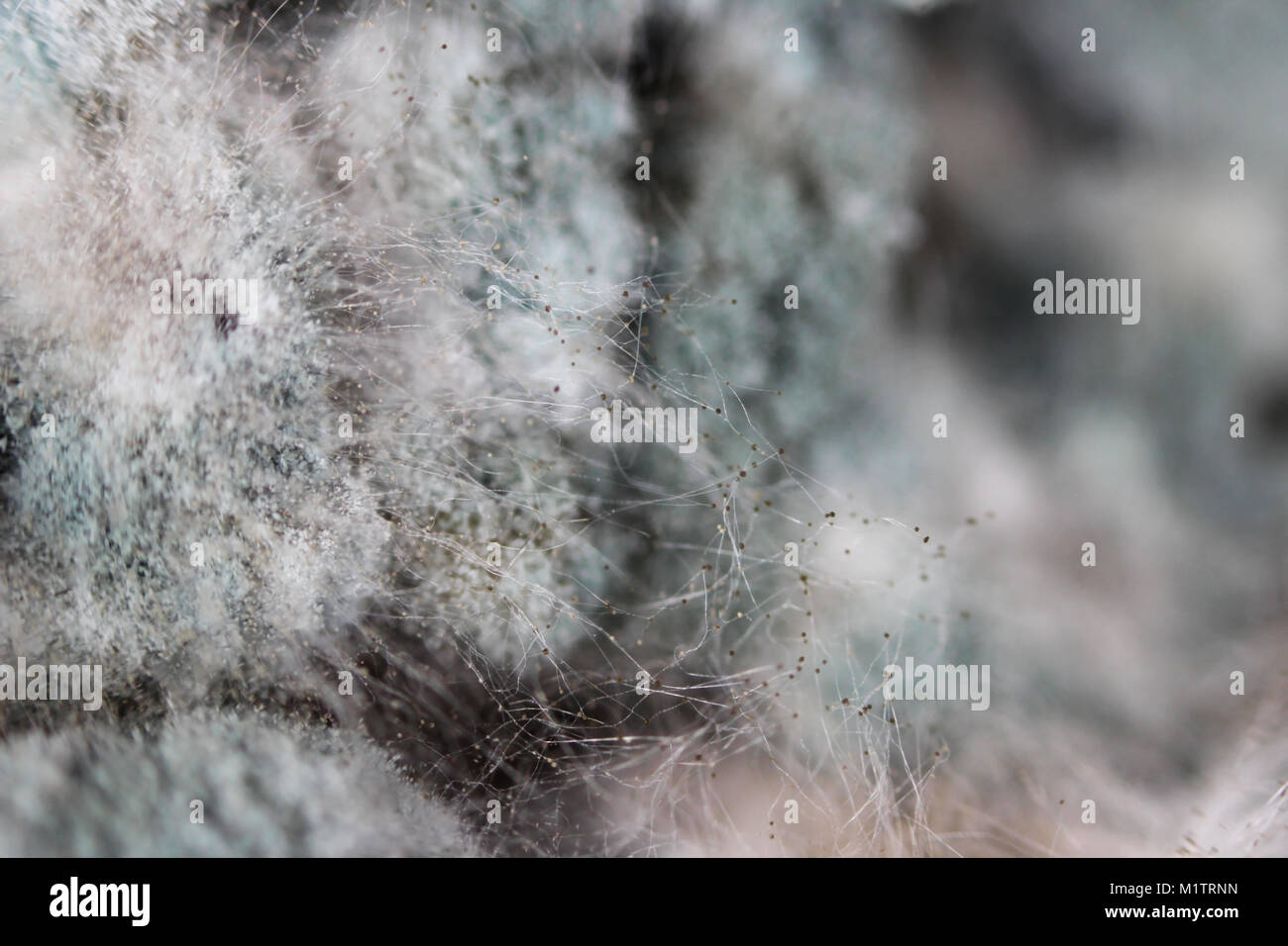 Aspergillus High Resolution Stock Photography and Images - Alamy