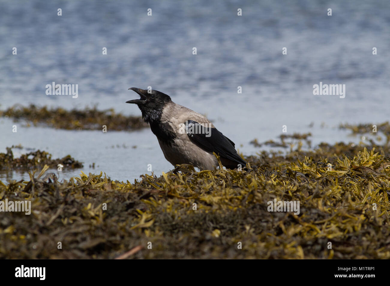 Single adult Hooded Crow, Corvus cornix, on the shoreline at Tarbert ...