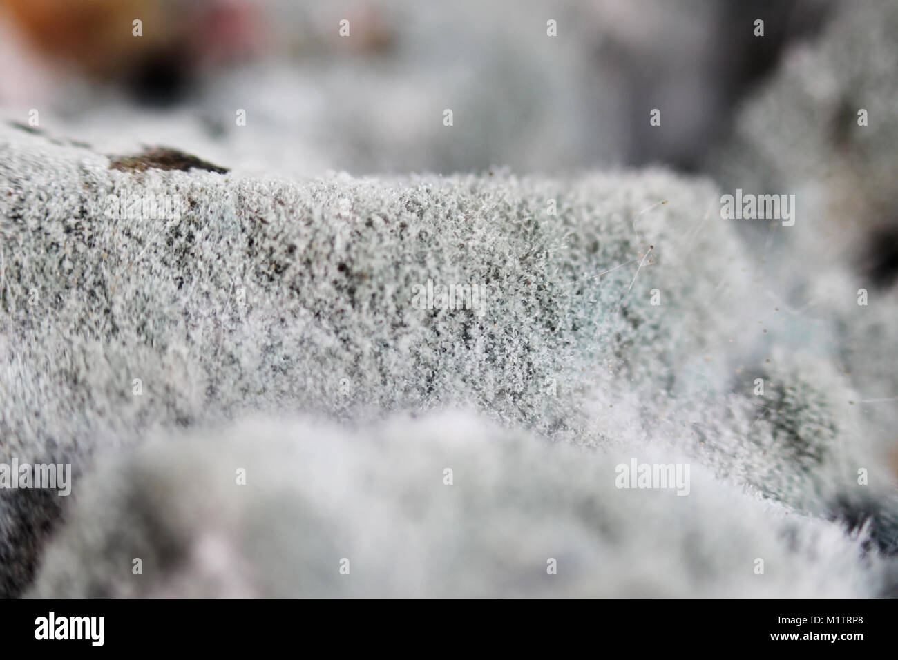 Growth of aspergillosis Aspergillus flavus on a salted mushrooms honey ...