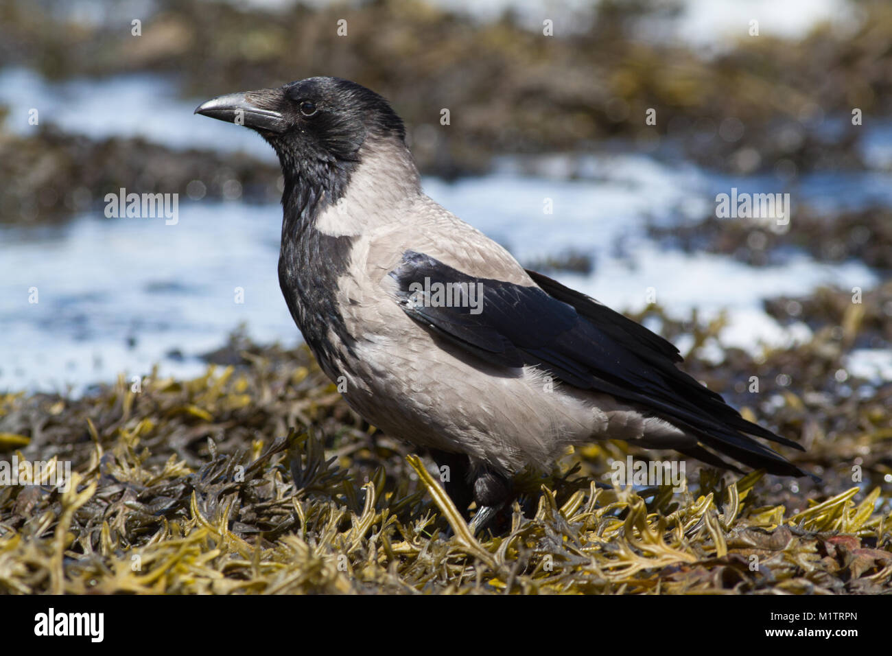 Single adult Hooded Crow, Corvus cornix, on the shoreline at Tarbert ...