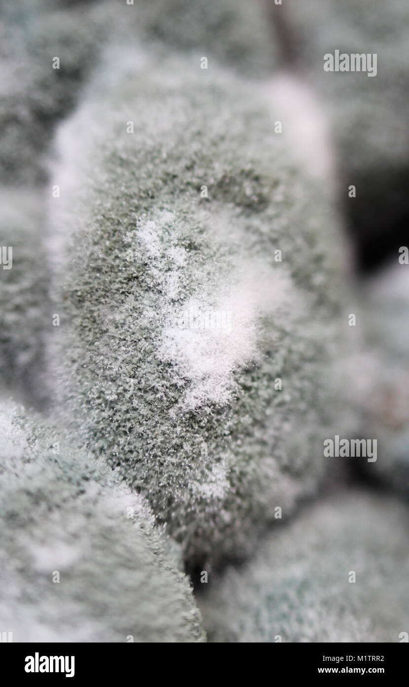 Growth of aspergillosis Aspergillus flavus on a salted mushrooms honey ...