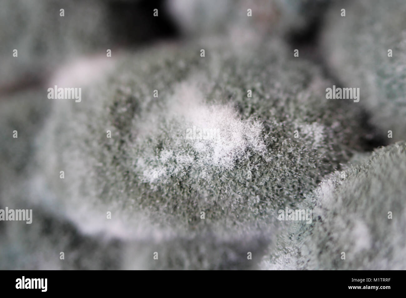 Growth of aspergillosis Aspergillus flavus on a salted mushrooms honey ...