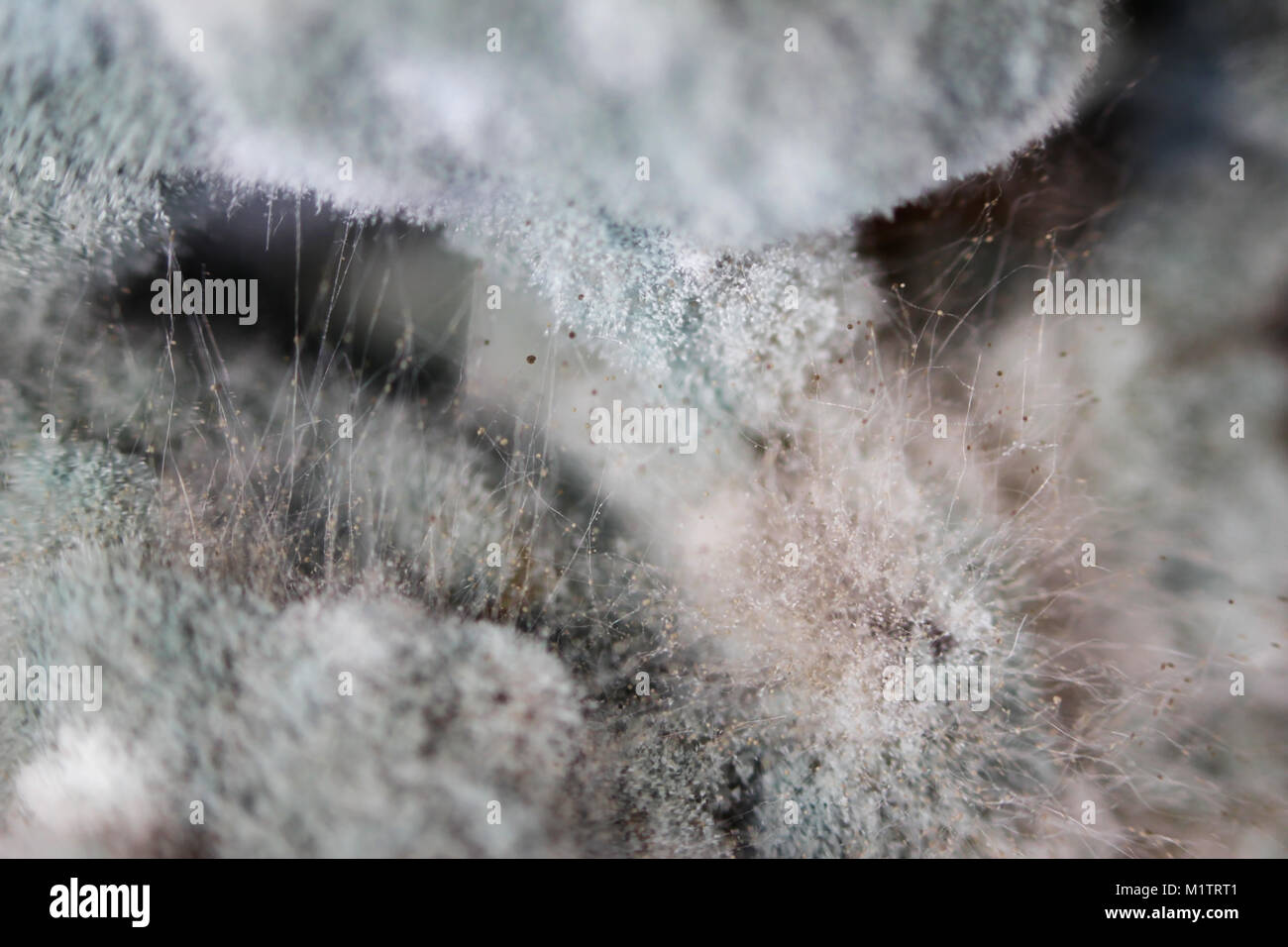 Growth of aspergillosis Aspergillus flavus on a salted mushrooms honey ...