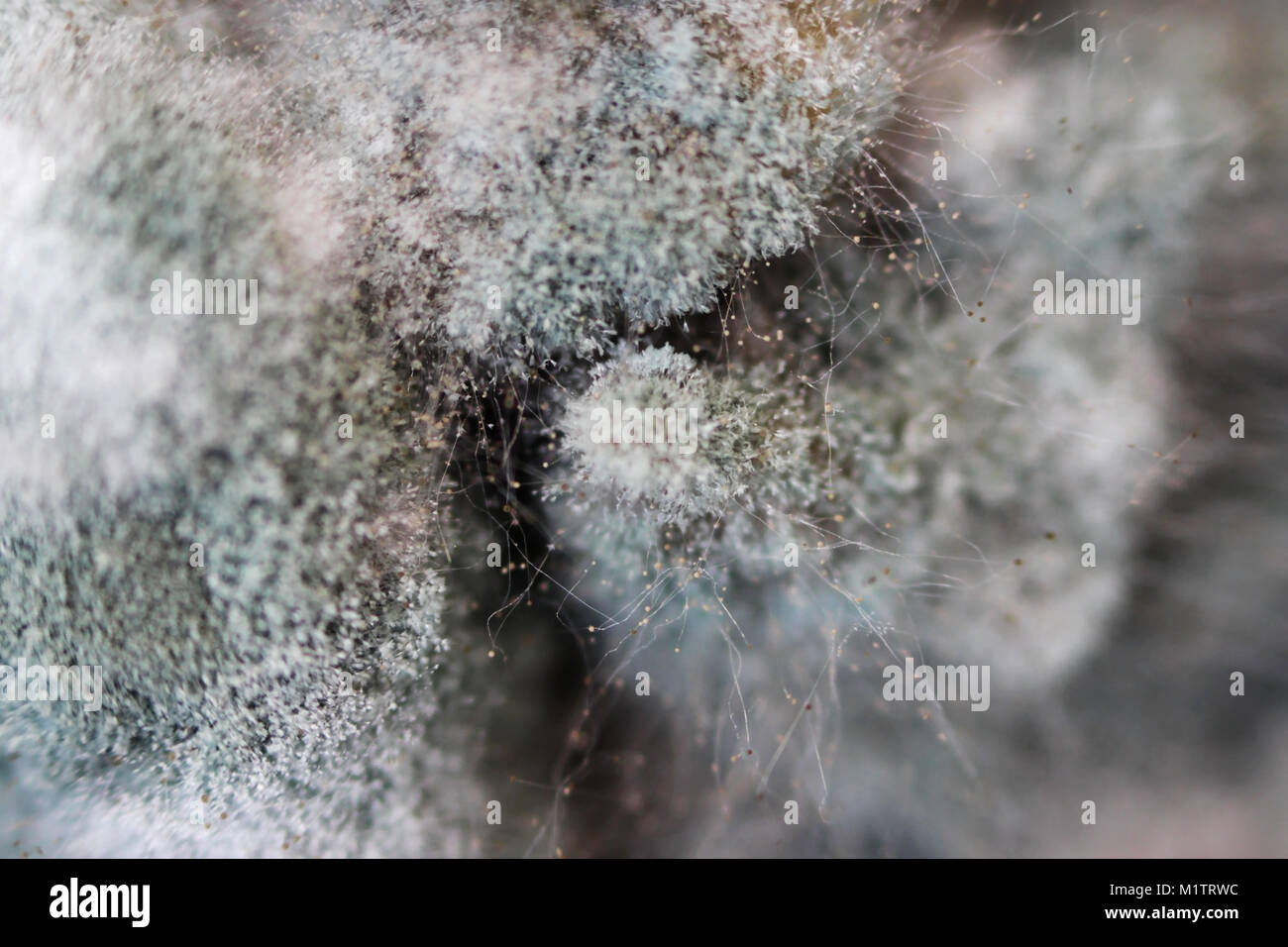 Growth of aspergillosis Aspergillus flavus on a salted mushrooms honey ...