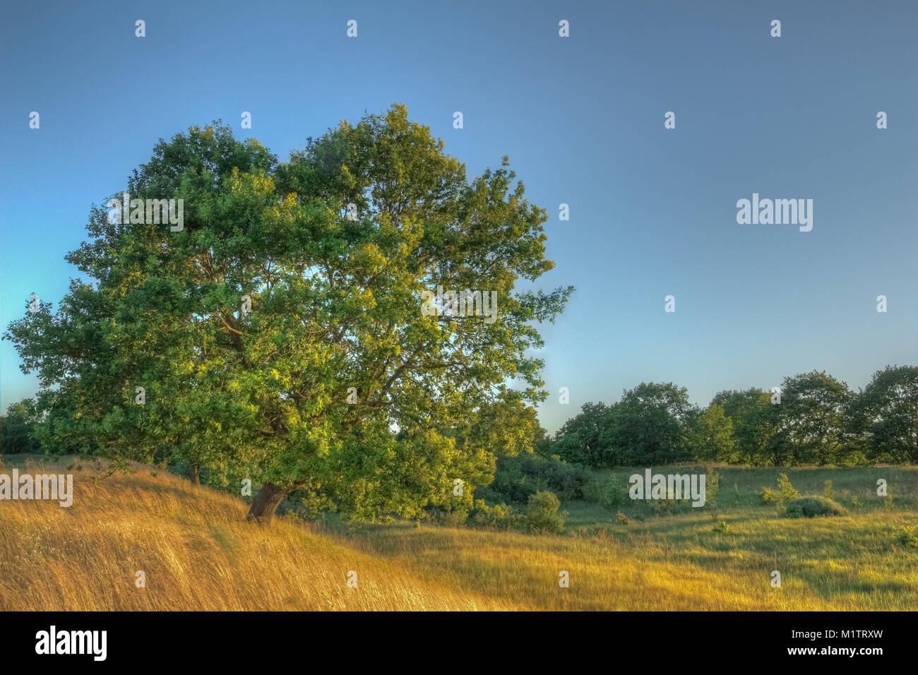 Beautiful lonely young oak tree growing in the field among the grass ...