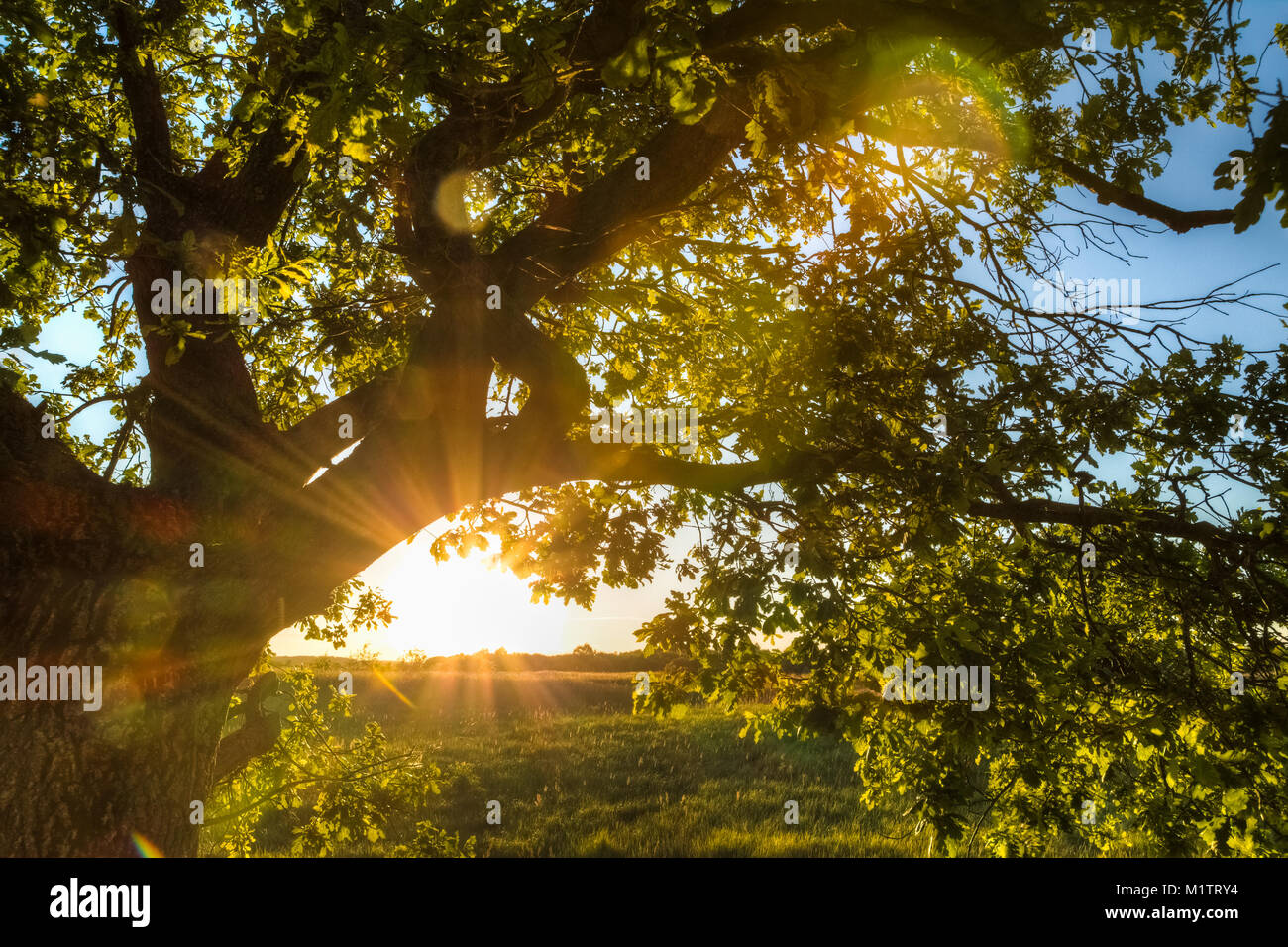 Sunlight rays make their way through the oak tree leaves Stock Photo ...