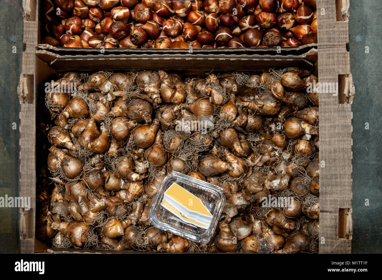Narcissus Tulip bulbs scattered for drying after cleaning. Showcase in ...