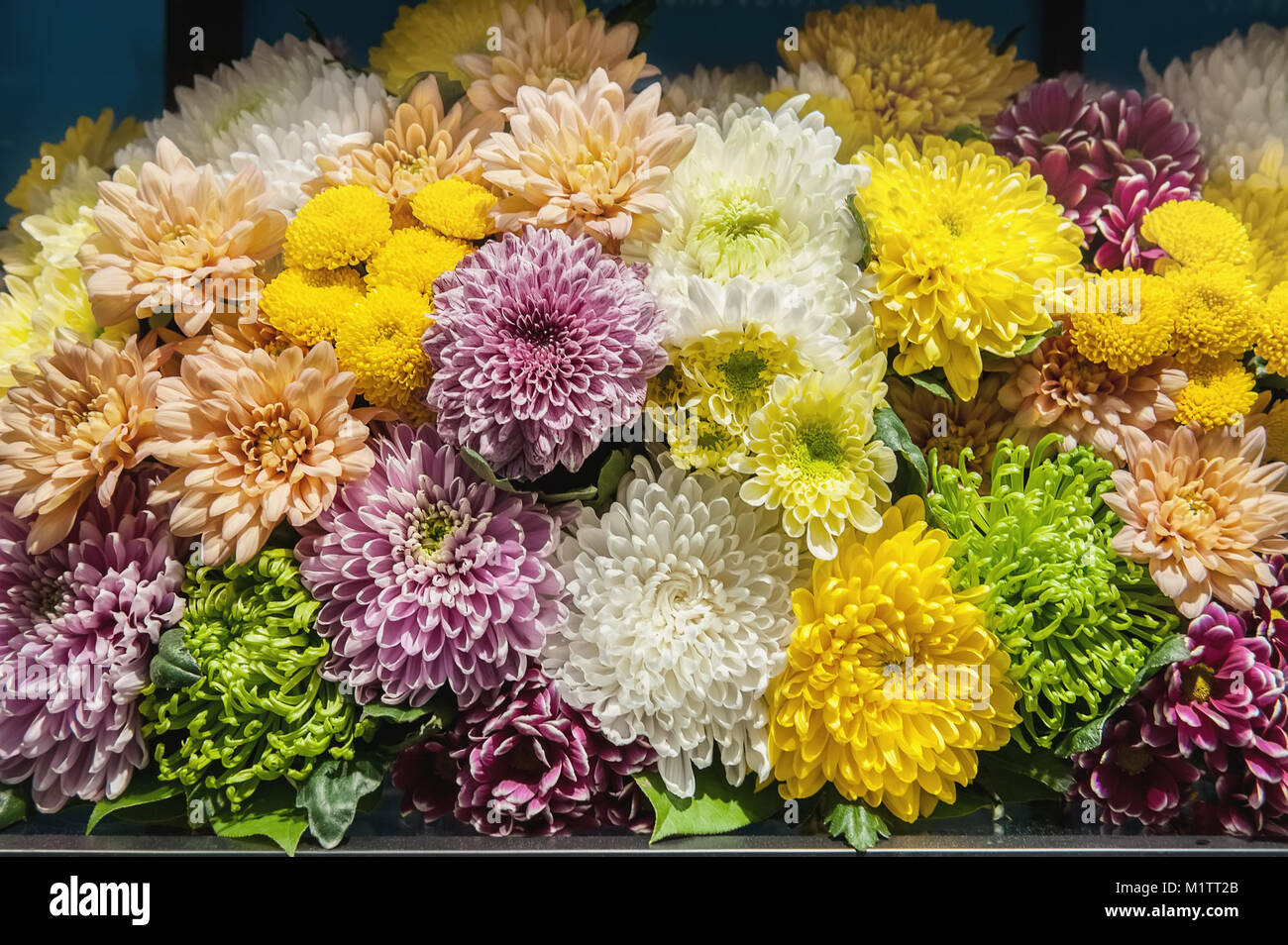 Beautiful colorful chrysanthemums of different varieties of selection ...