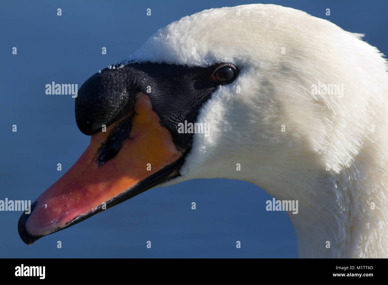 Swan nose hi-res stock photography and images - Alamy