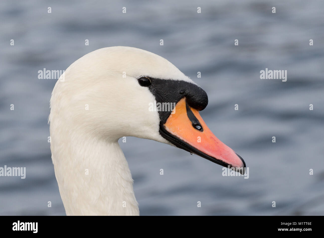 Swan nose hi-res stock photography and images - Alamy