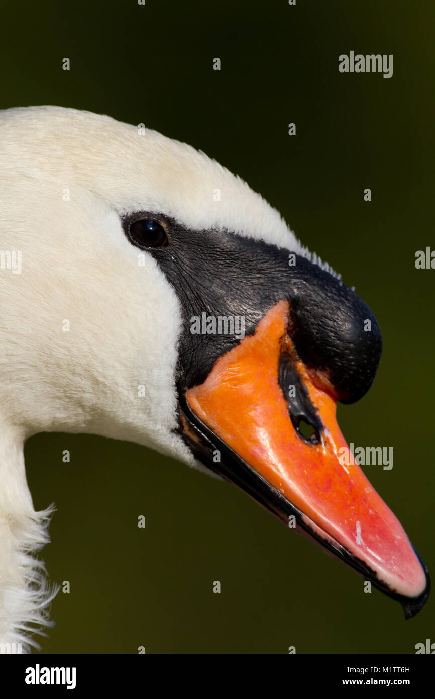 Swan nose hi-res stock photography and images - Alamy