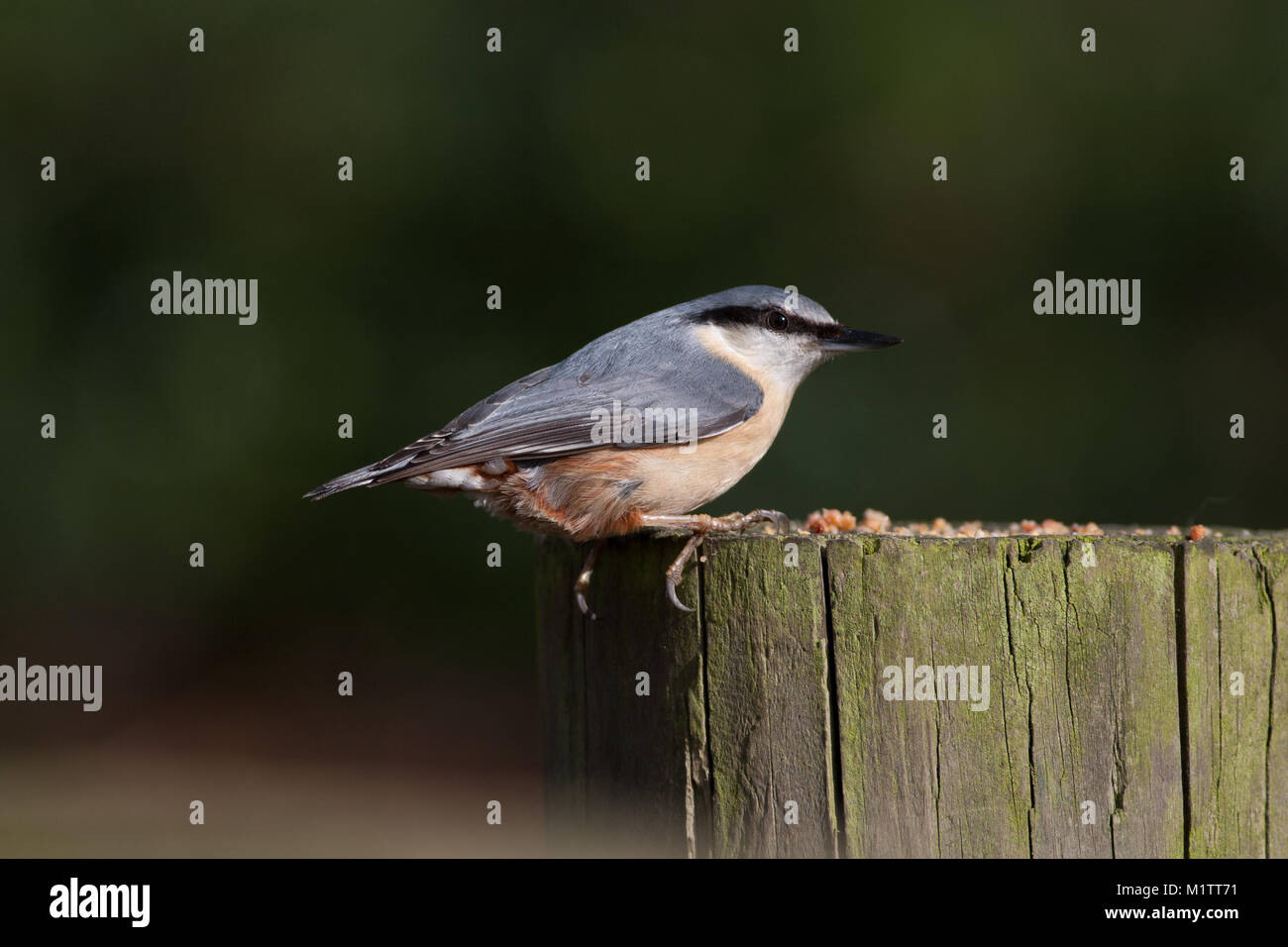 Nut hatch hi-res stock photography and images - Alamy