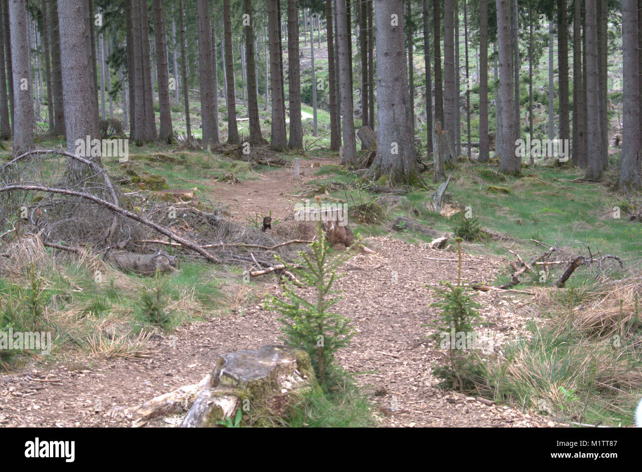 Early Summer Forest Landscape with trees Stock Photo - Alamy