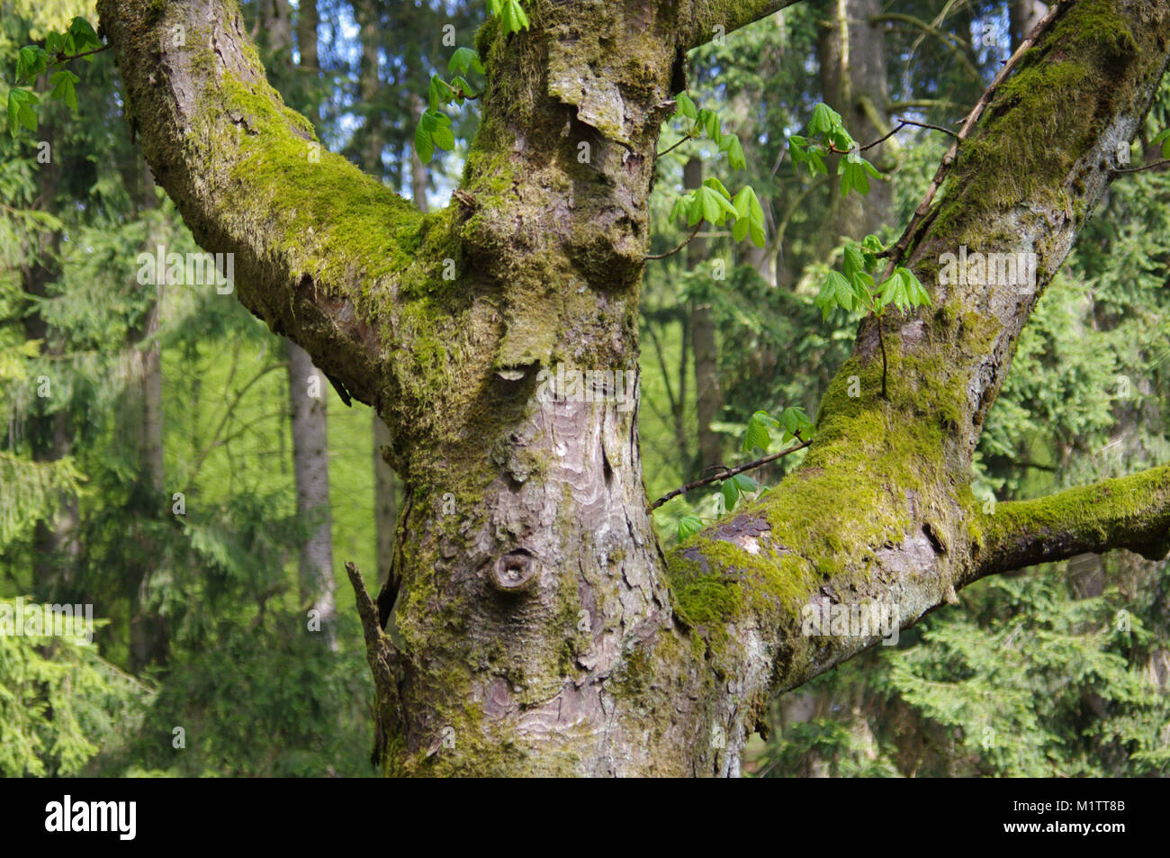 Early Summer Forest Landscape with trees Stock Photo - Alamy