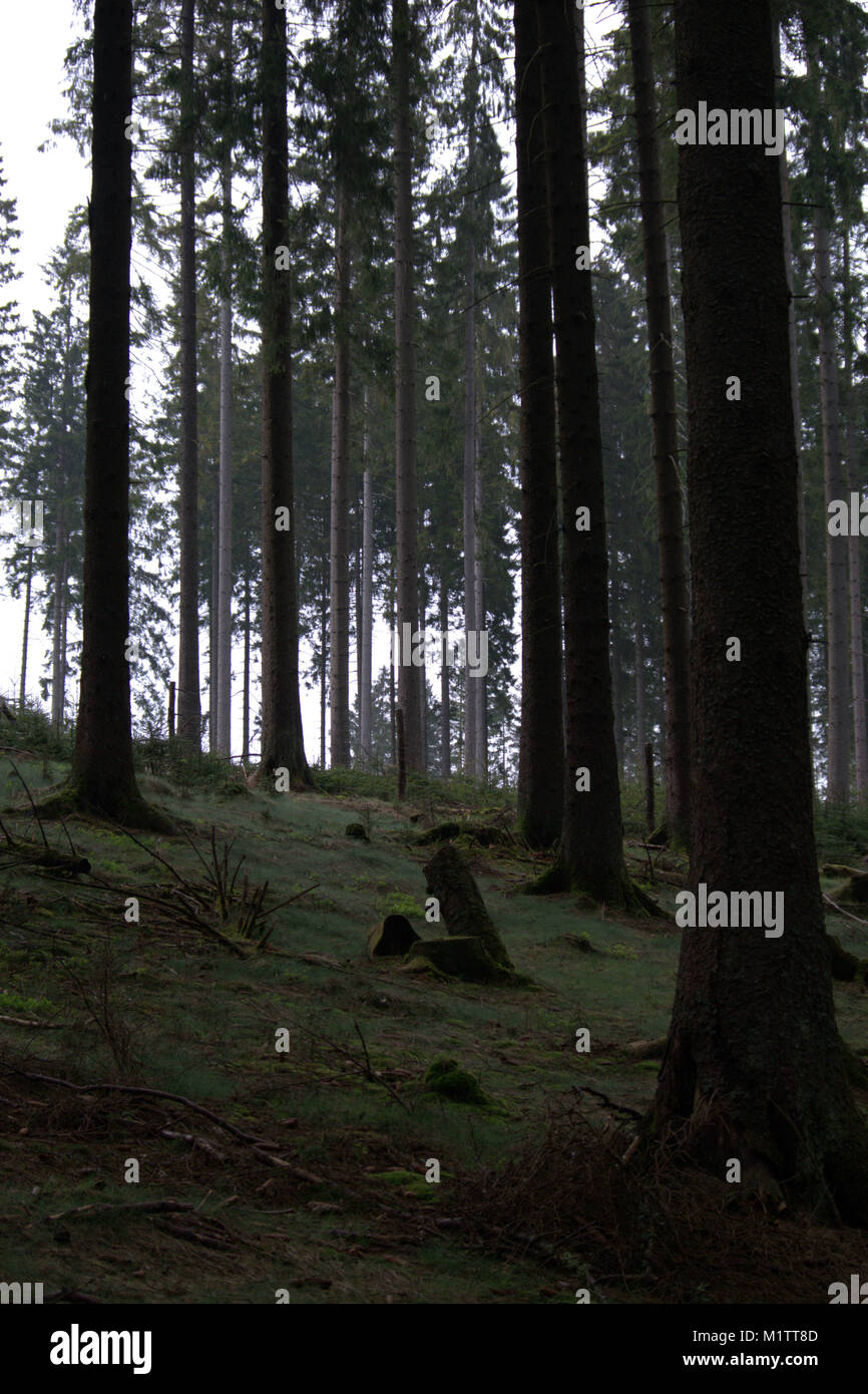 Early Summer Forest Landscape with trees Stock Photo - Alamy