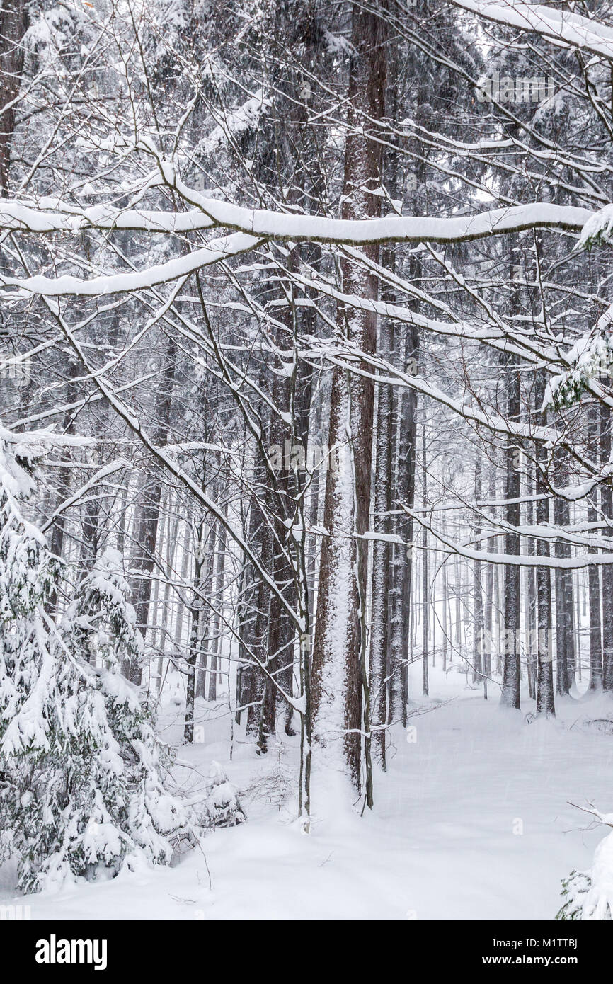 National park bavarian forest hi-res stock photography and images - Alamy