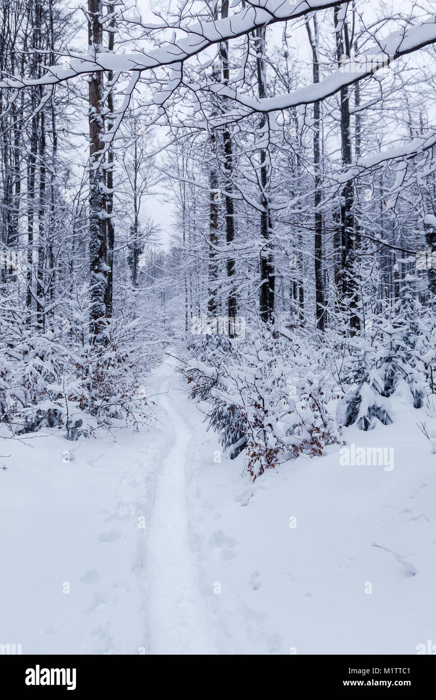 Winter landscape in the snowy forest in the Bavarian Forest in Bavaria ...