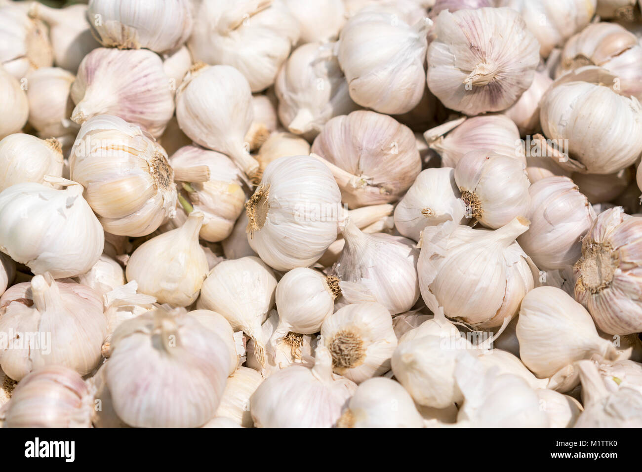 Garlic close up. Healthy and healthy food Stock Photo - Alamy