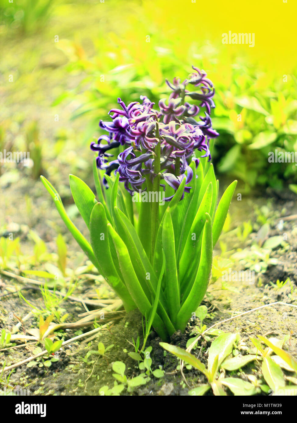 beautiful blue flowers of Hyacinth in the spring Stock Photo - Alamy