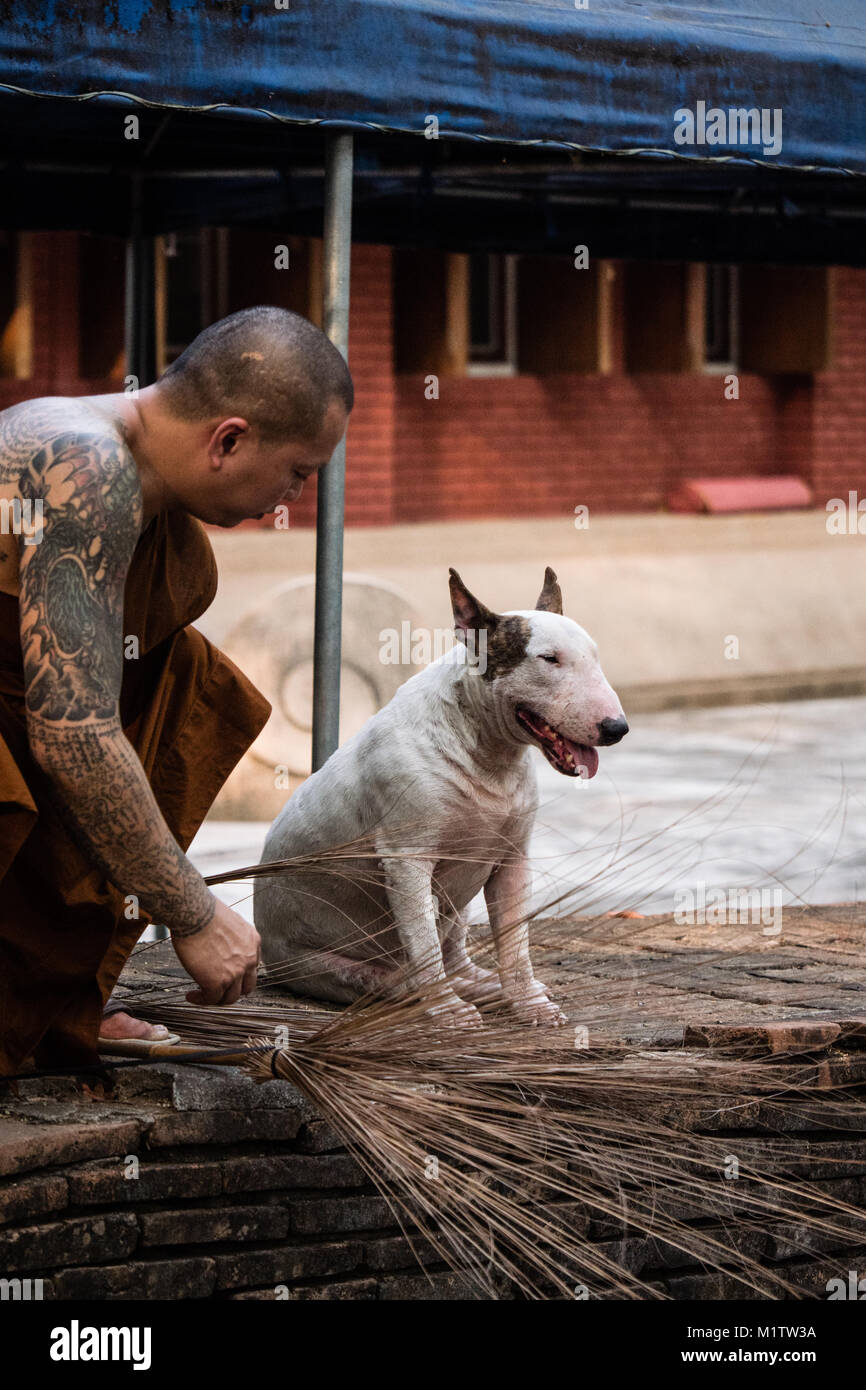 Canine Temple High Resolution Stock Photography and Images - Alamy