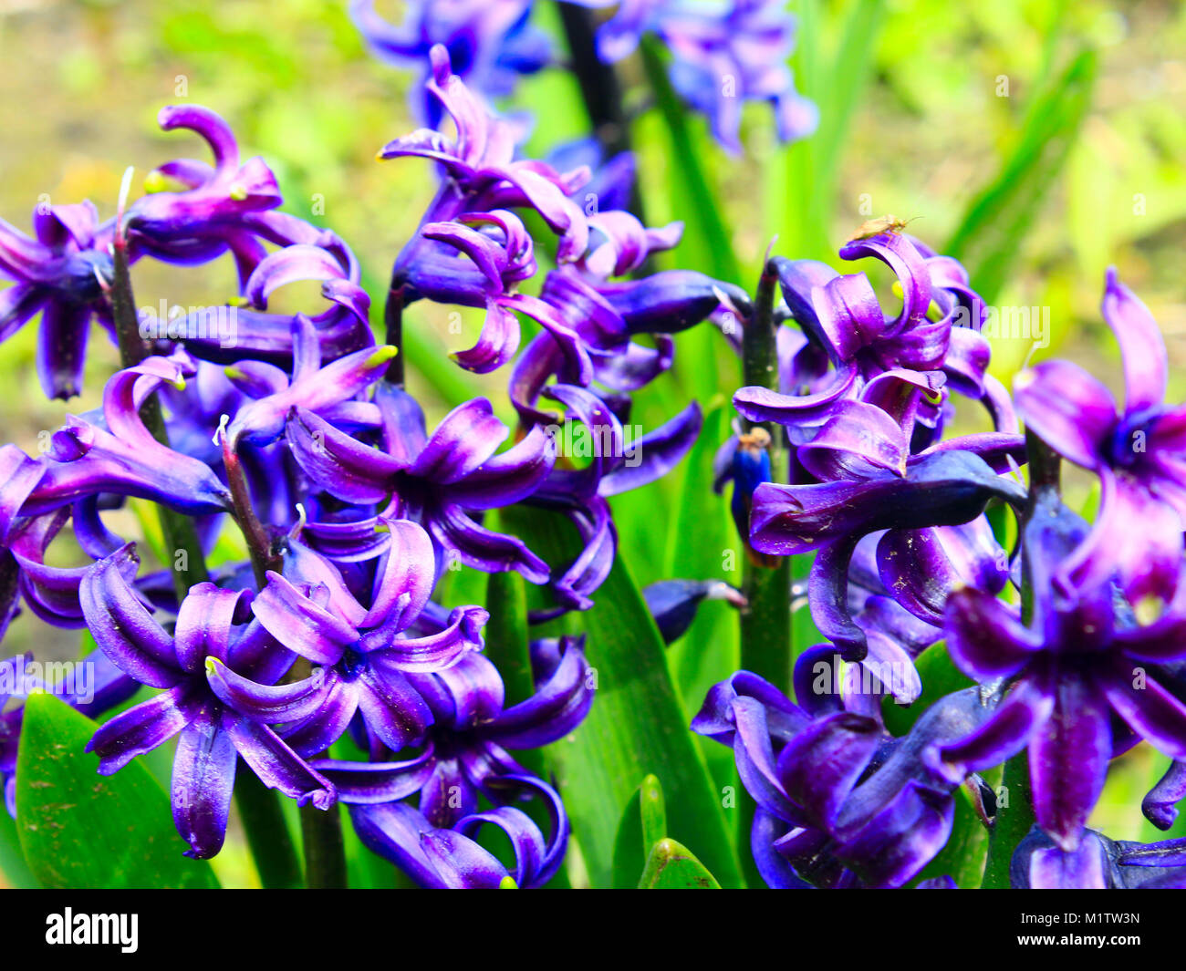 creative claret background. Claret dark texture with small darkening ...