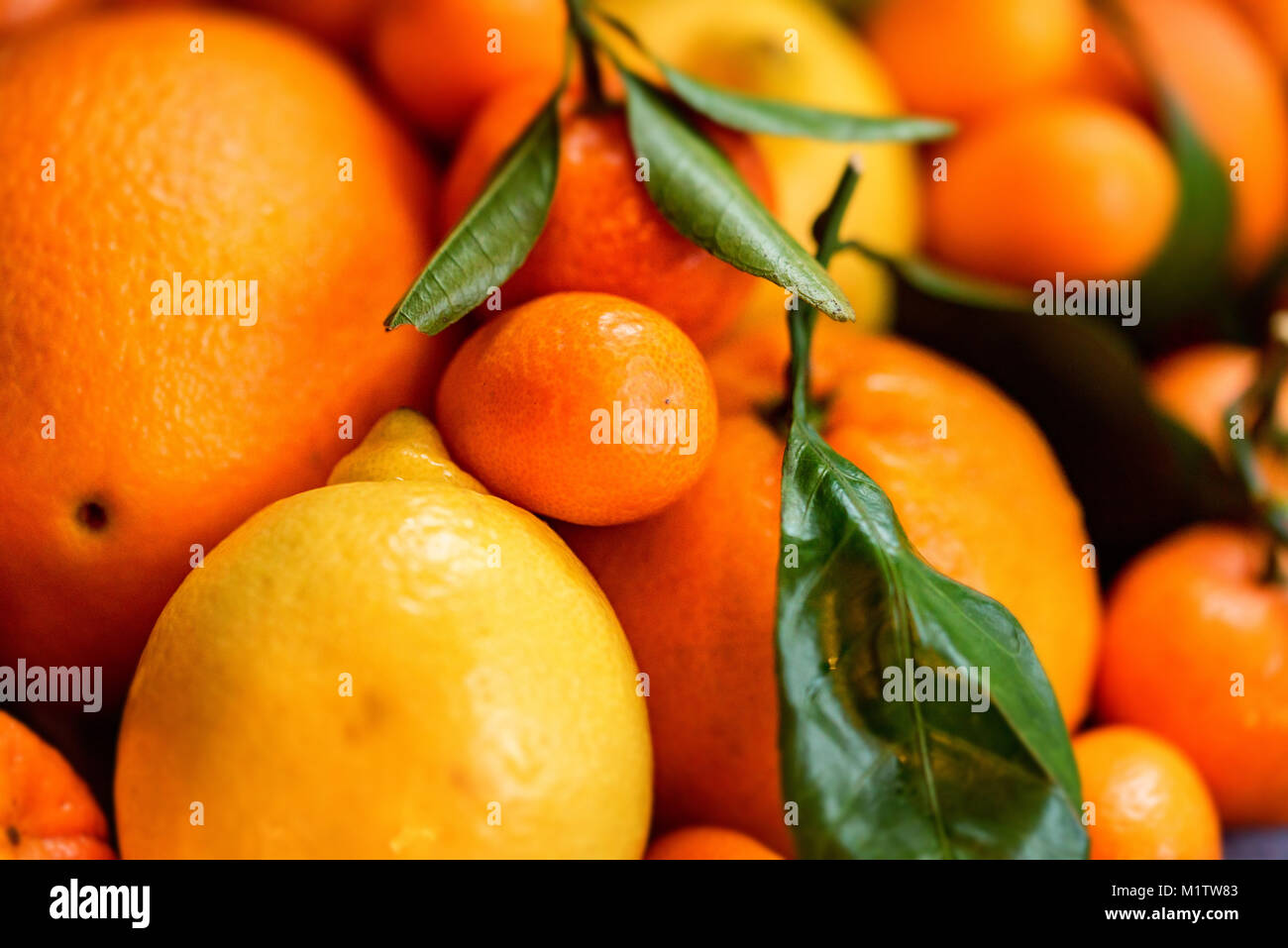 Close-up of various citrus fruits Stock Photo - Alamy