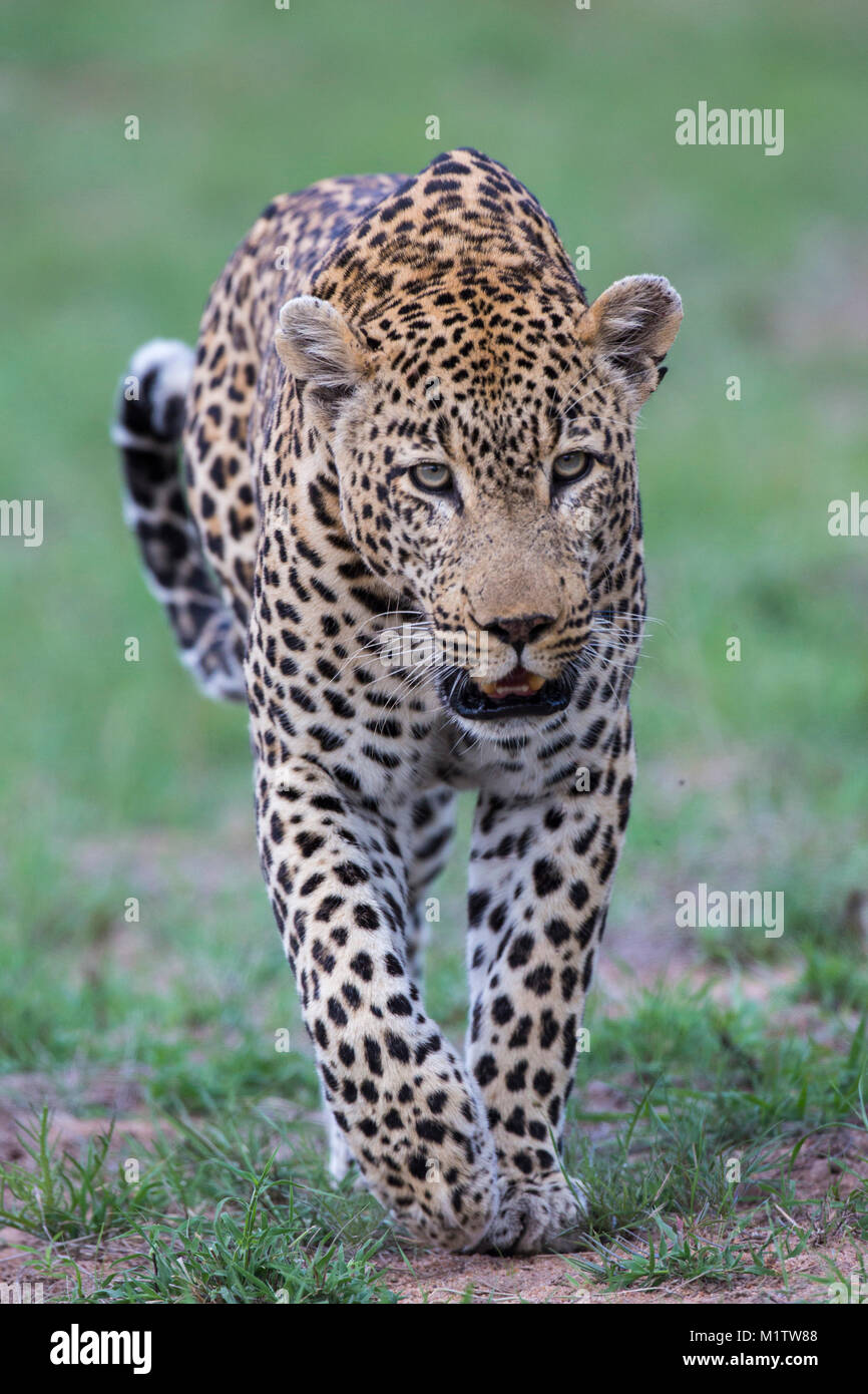Frontal view of a male leopard (Panthera pardus) walking Stock Photo ...