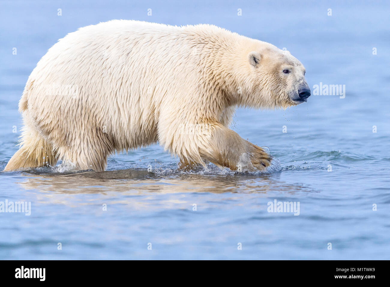 Polar bear (Ursus maritimus) in the waters of the Beaufort Sea. One of ...