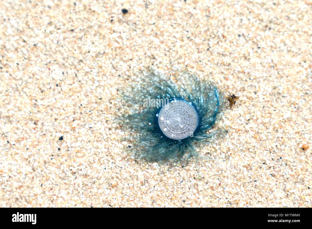 Blue button jellyfish hi-res stock photography and images - Alamy