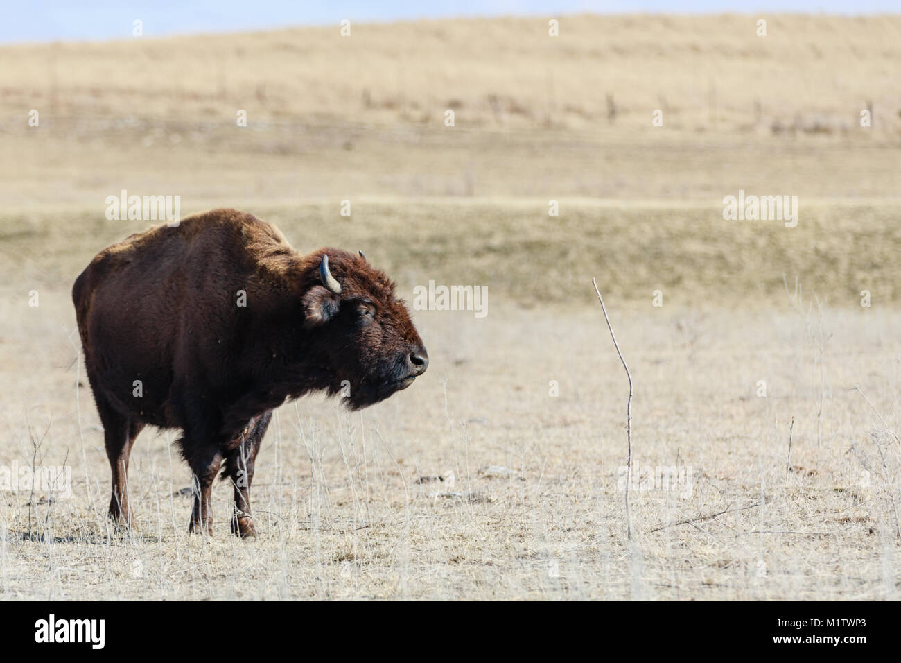 Female American bison closes her eyes while resting on her feet at the ...