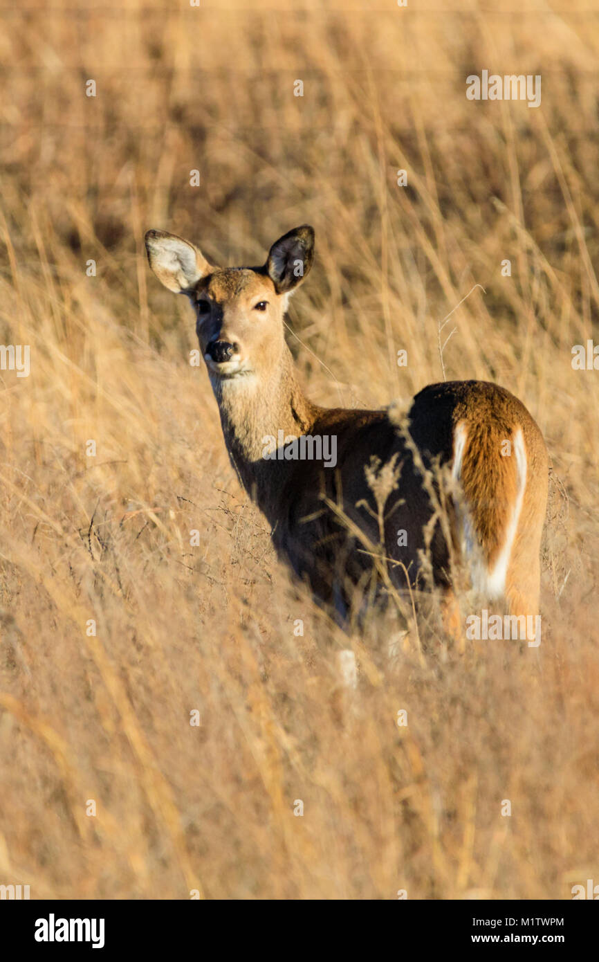 Deer looking back hi-res stock photography and images - Alamy