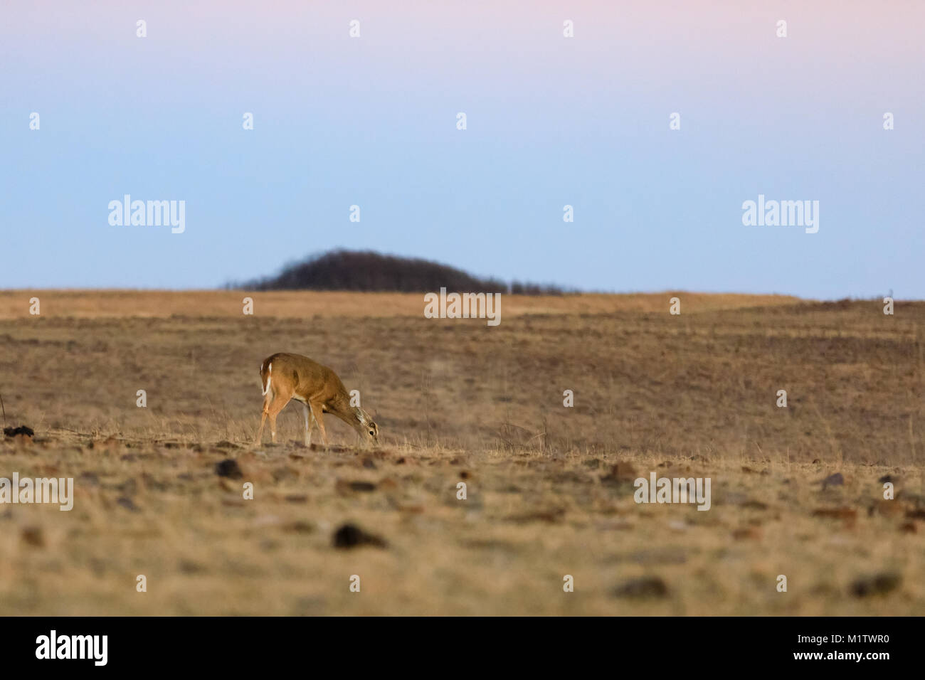 White tailed deer yearling hi-res stock photography and images - Alamy