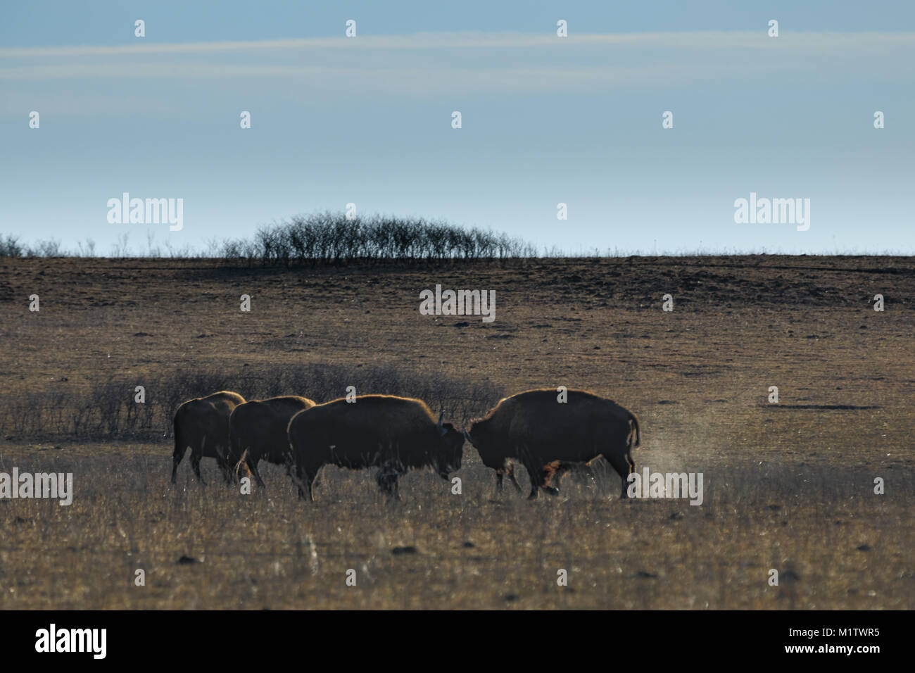 Bull Butting High Resolution Stock Photography and Images - Alamy