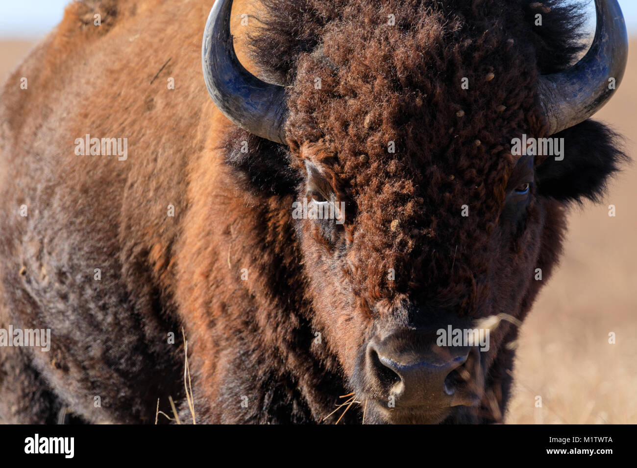 American bison buffalo tourist close hi-res stock photography and ...