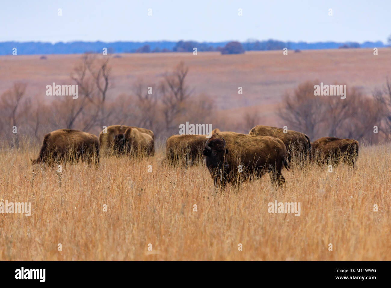 American Bison, (buffalo), roam wild within the Tallgrass Prairie ...