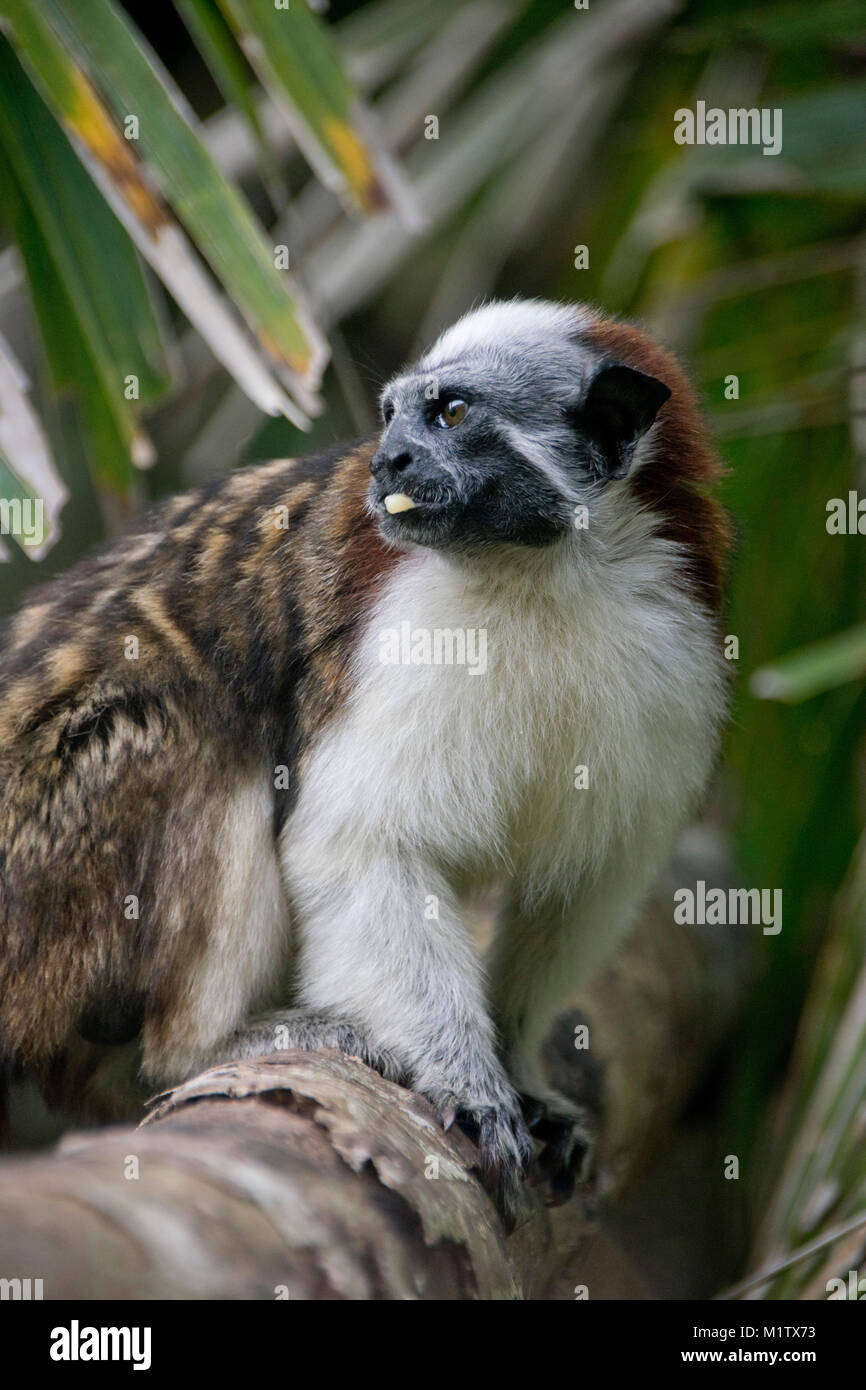 Geoffroy's Tamarin monkey in Monkey Island, Lake Gatun, Panama Stock ...